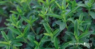 What is stevia and what are the benefits of this natural sweetener?